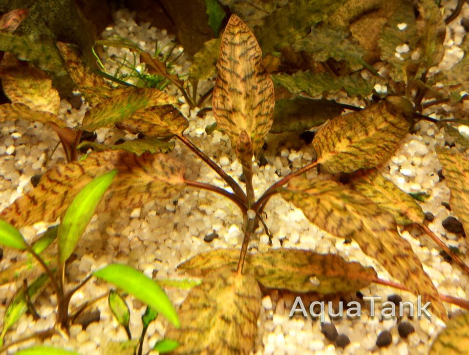 Cryptocoryne nurii "Green", Telang Selatan aquarium plant | AquaTank ...