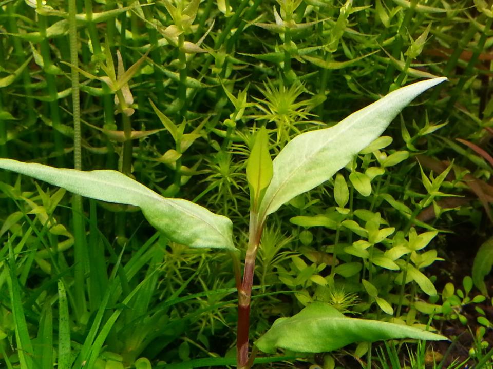 Persicaria sp 'Odorata' aquarium plant | AquaTank Rare Aquarium Plants
